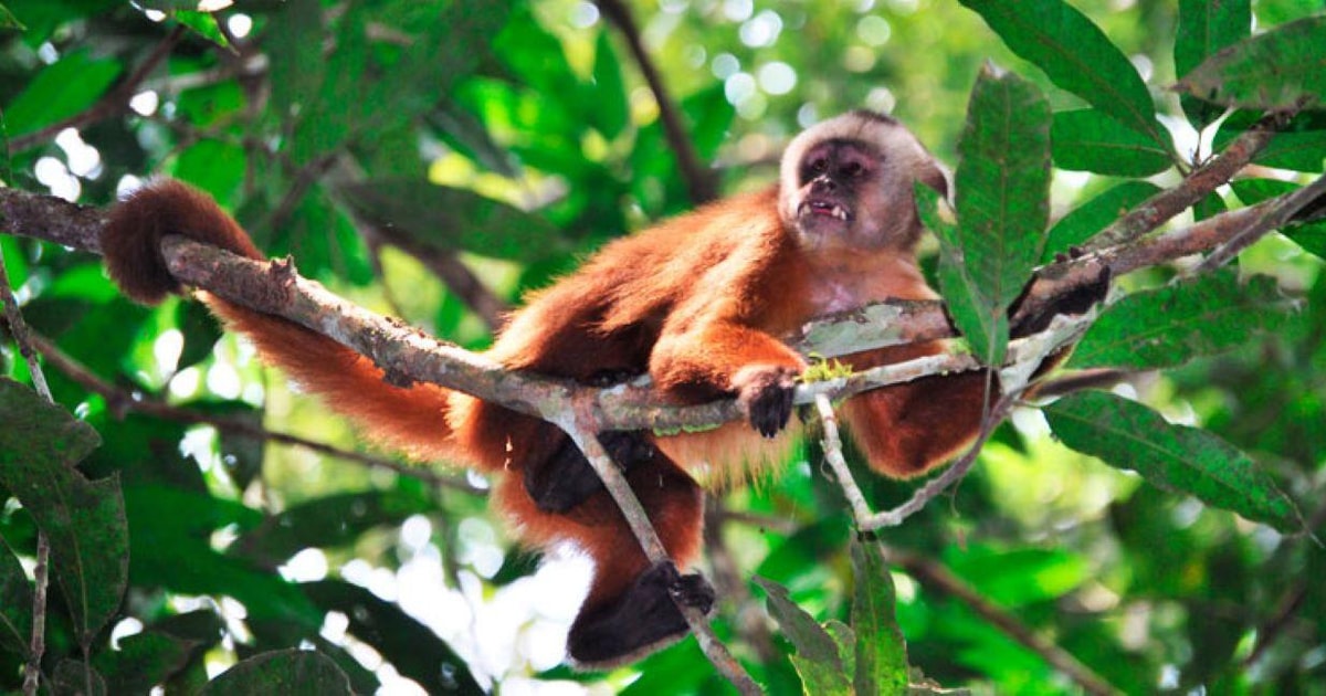 Monkey Excursion in Tambopata 2D/1N | GetYourGuide