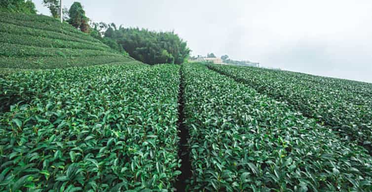 Taiwan: Indigenous Village and Cultural Tour | GetYourGuide