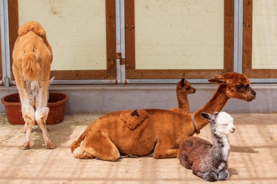 From Seoul: Alpaca Farm Visit with Rail bike or Luge Racing | GetYourGuide