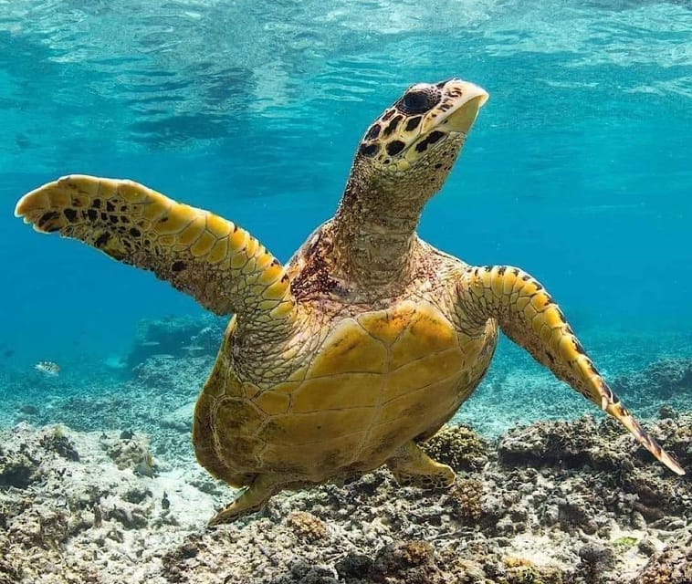 SNORKELING AT BLUE LAGOON + MONKEY BAR AND BEST WATERFALL | GetYourGuide