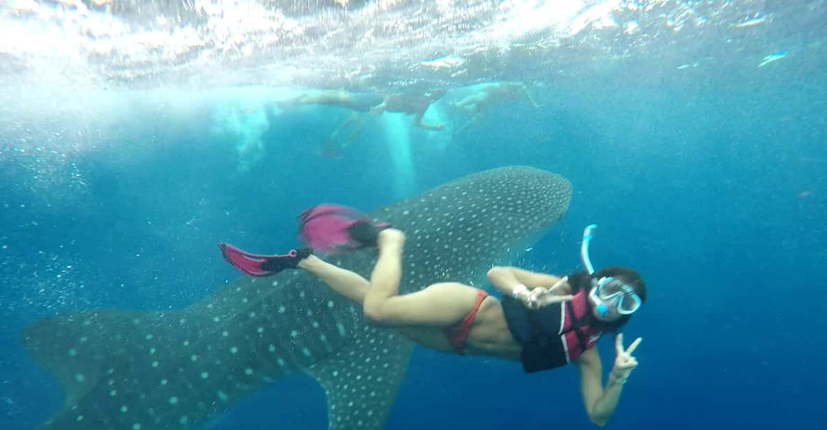 Riviera Maya: Whale Shark Tour | GetYourGuide