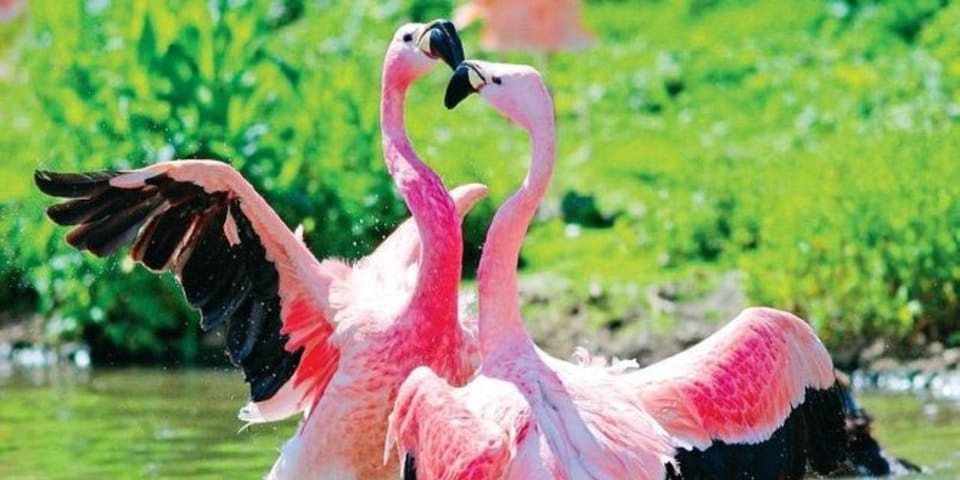 Bundala: Full Day Safari with Picnic Lunch from Hambantota! | GetYourGuide