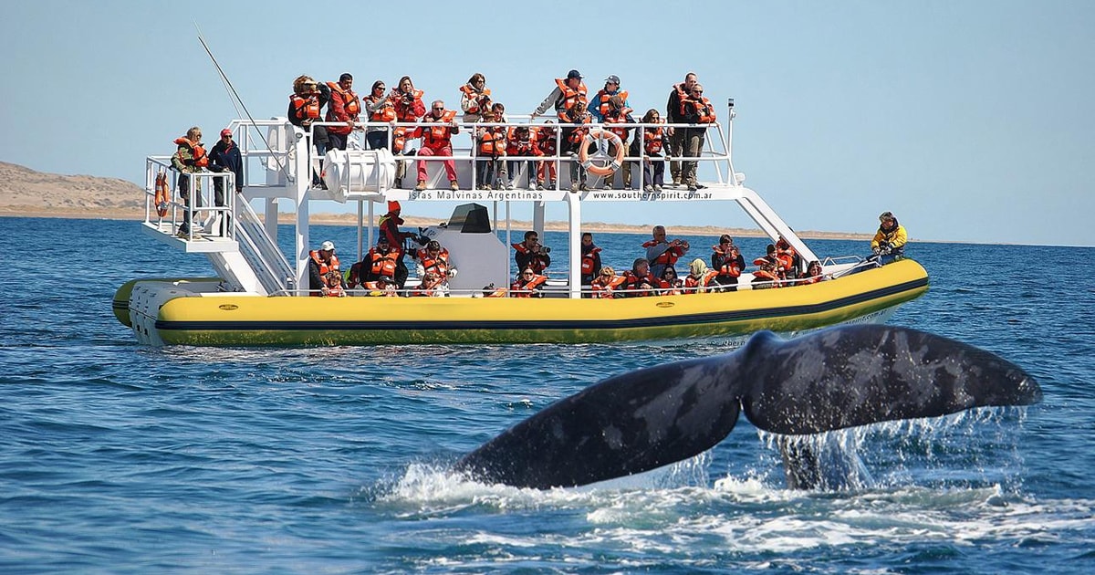 Il miglior tour della Penisola di Valdes | GetYourGuide