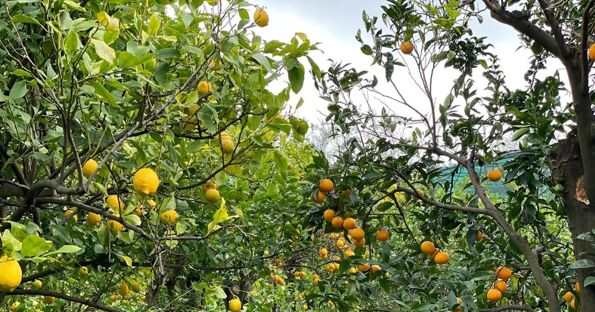 Lemon Tour with Lunch/Dinner | GetYourGuide