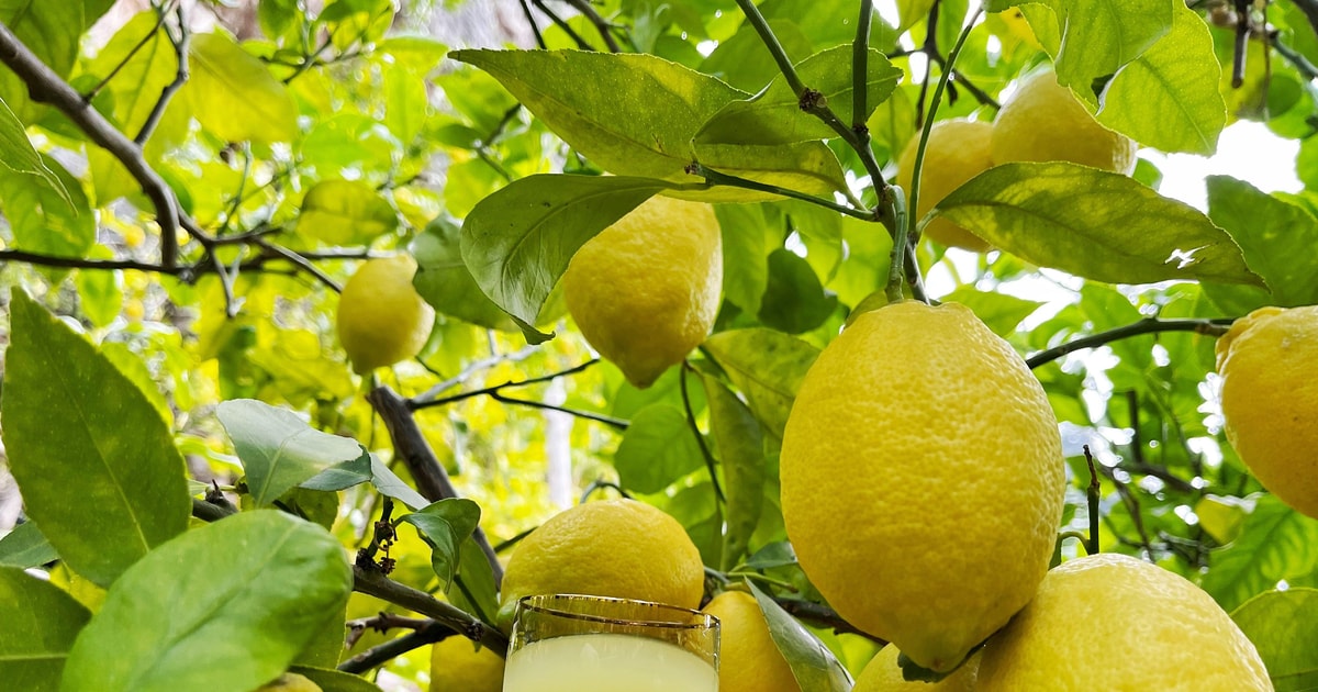 Private: Amalfi Lemon Tour in the Historical Garden | GetYourGuide