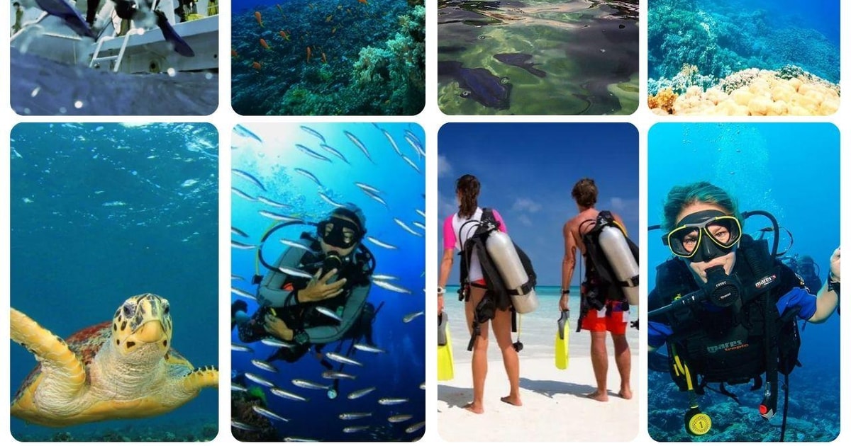 Doha Scuba: Guided Dive with Local Expert & Refreshments | GetYourGuide