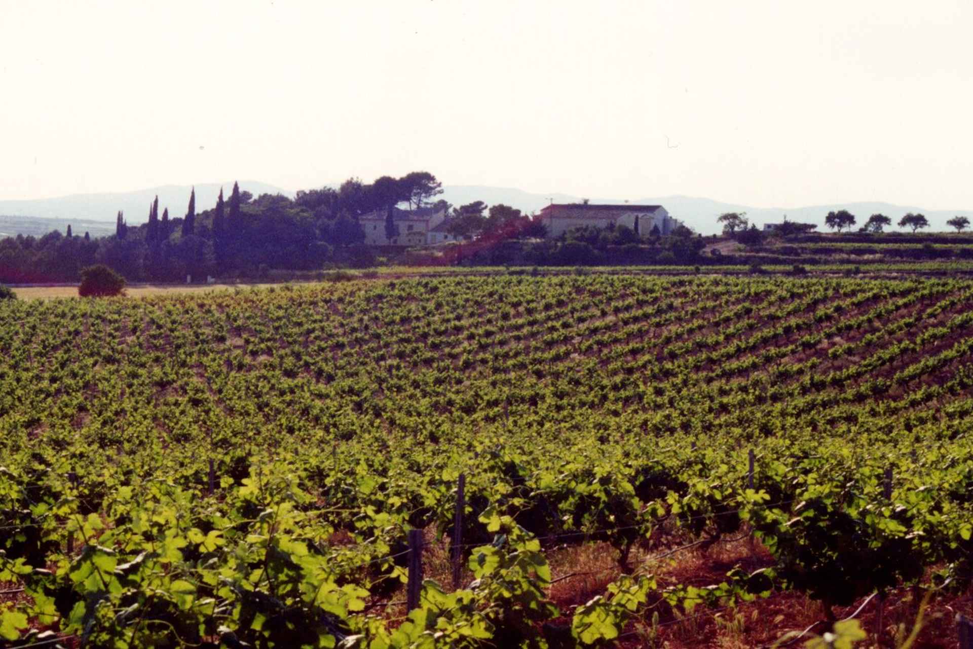 Valencia: Utiel-Requena Cave & Winery Day Trip with Tasting | Guide to ...