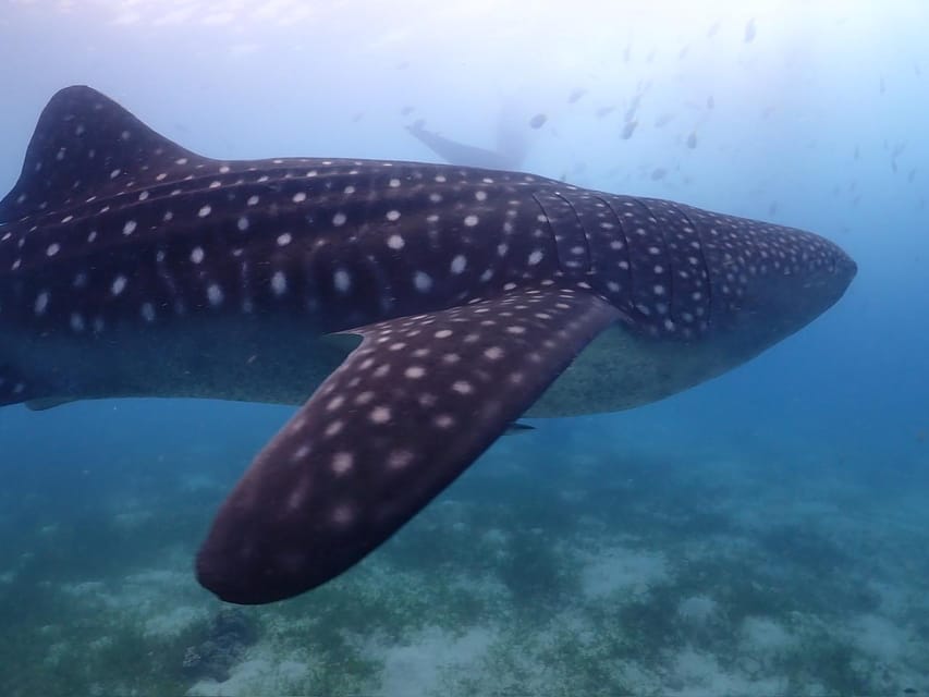 Cebu: Whale shark & mysterious waterfall private tour | GetYourGuide