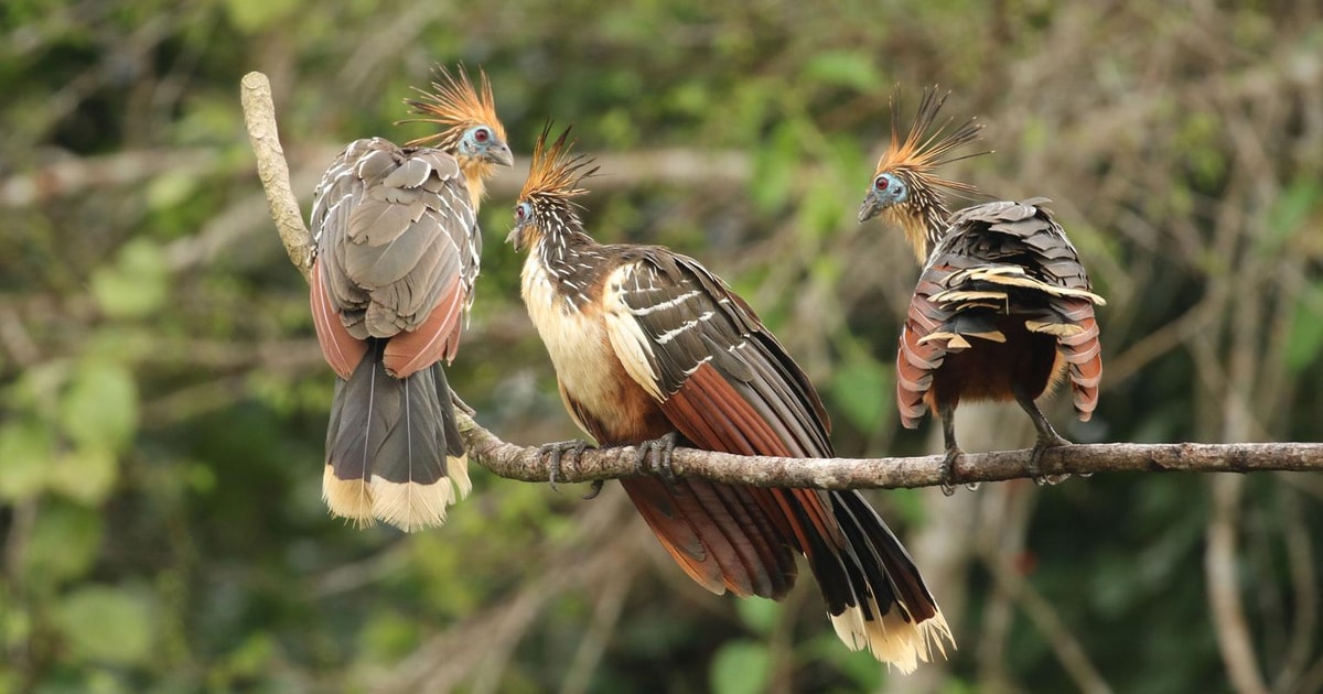 Amazonas Manu Zona Cultural 4 Días / 3 Noches | GetYourGuide