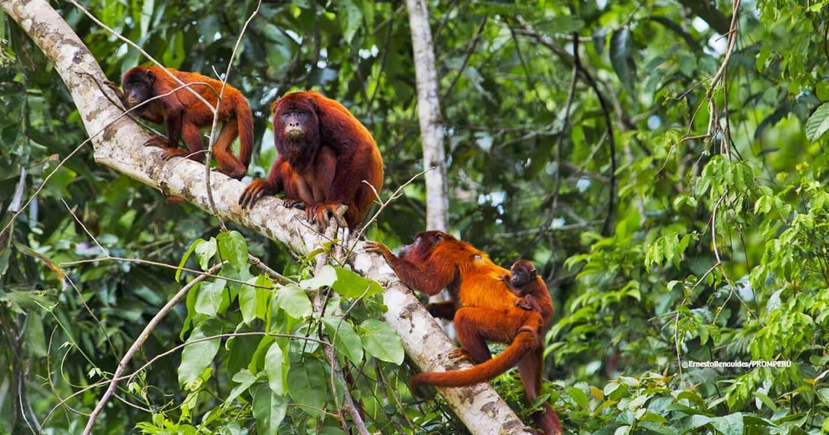 Tambopata 3D |Monkey Island + Sandoval Lake + Campfire | GetYourGuide