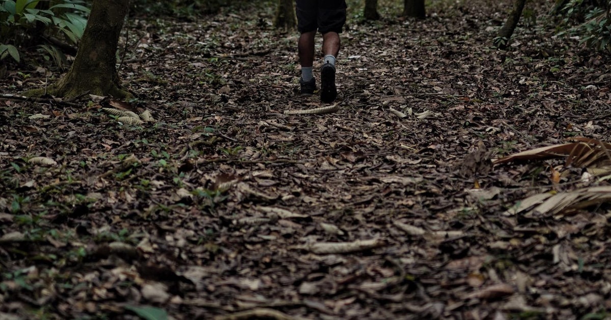 Noche en Sirena y San Pedrillo, Parque Nacional de Corcovado | GetYourGuide