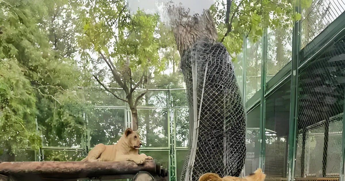 Shanghai Wildlife Park Panda & Predator Feeding Tour | GetYourGuide