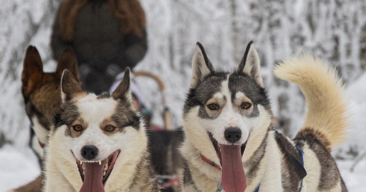 Ruka: Morning 10km Husky Safari with breakfast | GetYourGuide