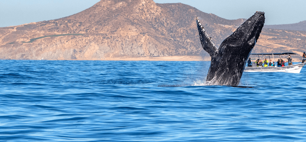 Los Cabos: Whale Watching by Glass Bottom Boat | GetYourGuide