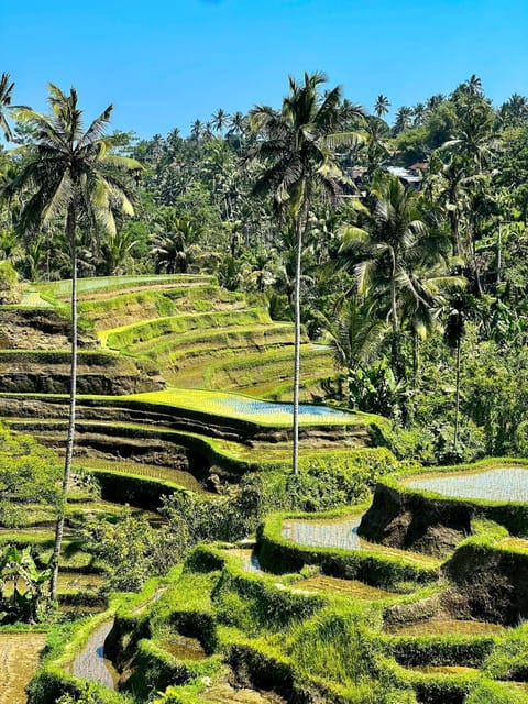 Ubud Monkey Forest, Rice Terrace & Waterfalls Tour | GetYourGuide