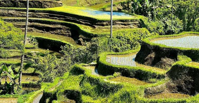 Ubud Monkey Forest, Rice Terrace & Waterfalls Tour | GetYourGuide