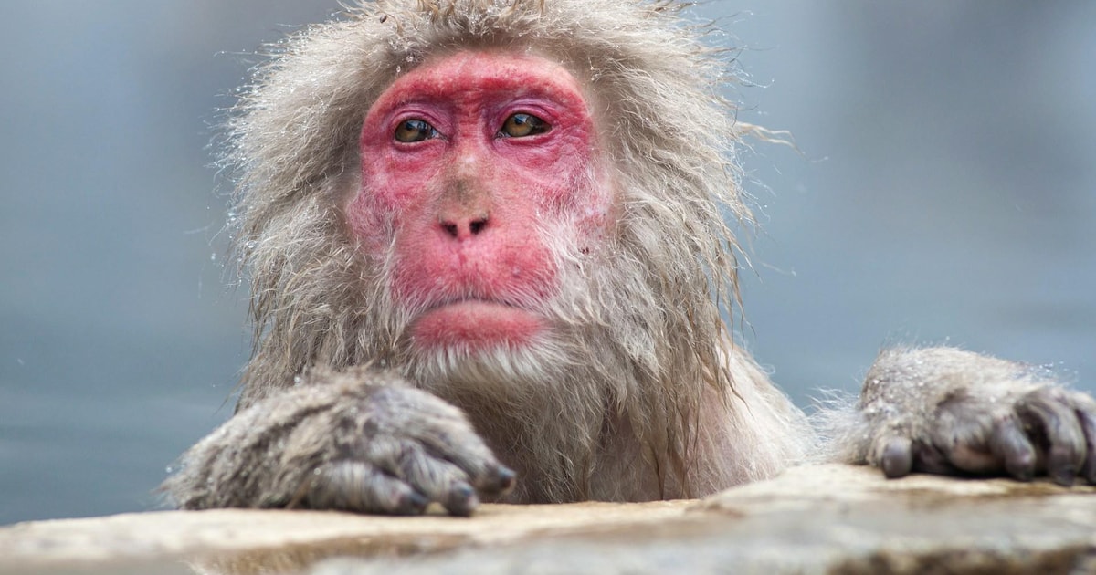 Nagano: Snow Monkeys, Zenkoji Temple & Sake Customized Trip | GetYourGuide