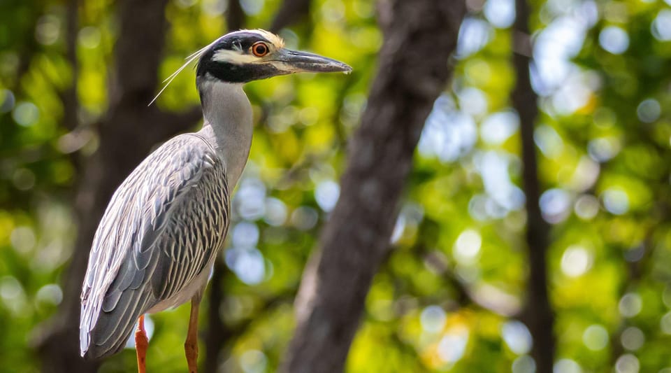 Samana: Bird Watching & Limon Waterfall | GetYourGuide