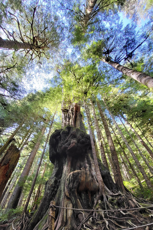 Victoria West Coast Big Tree Coastal Adventure | GetYourGuide