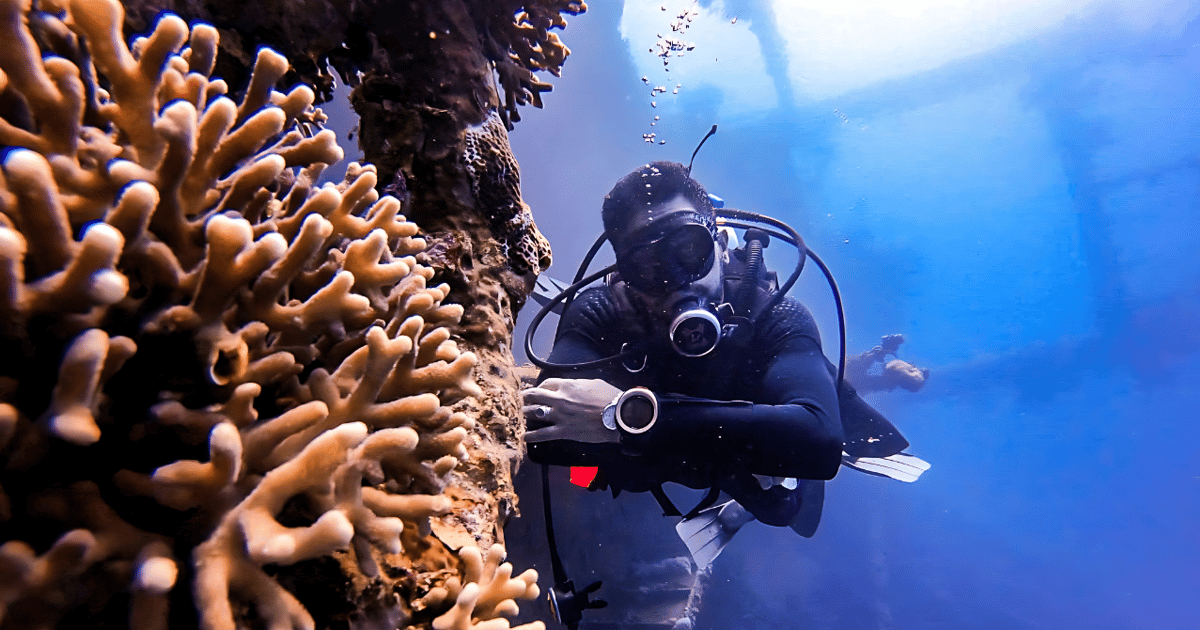 Aqaba Dive Adventure: Explore The Red Sea On A Tour | GetYourGuide