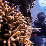 Aqaba Dive Adventure: Explore The Red Sea On A Tour | GetYourGuide