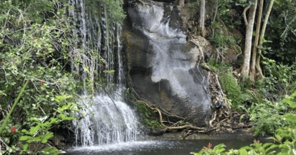 Freeport Shore Excursion: Garden of the Groves and City Tour | GetYourGuide