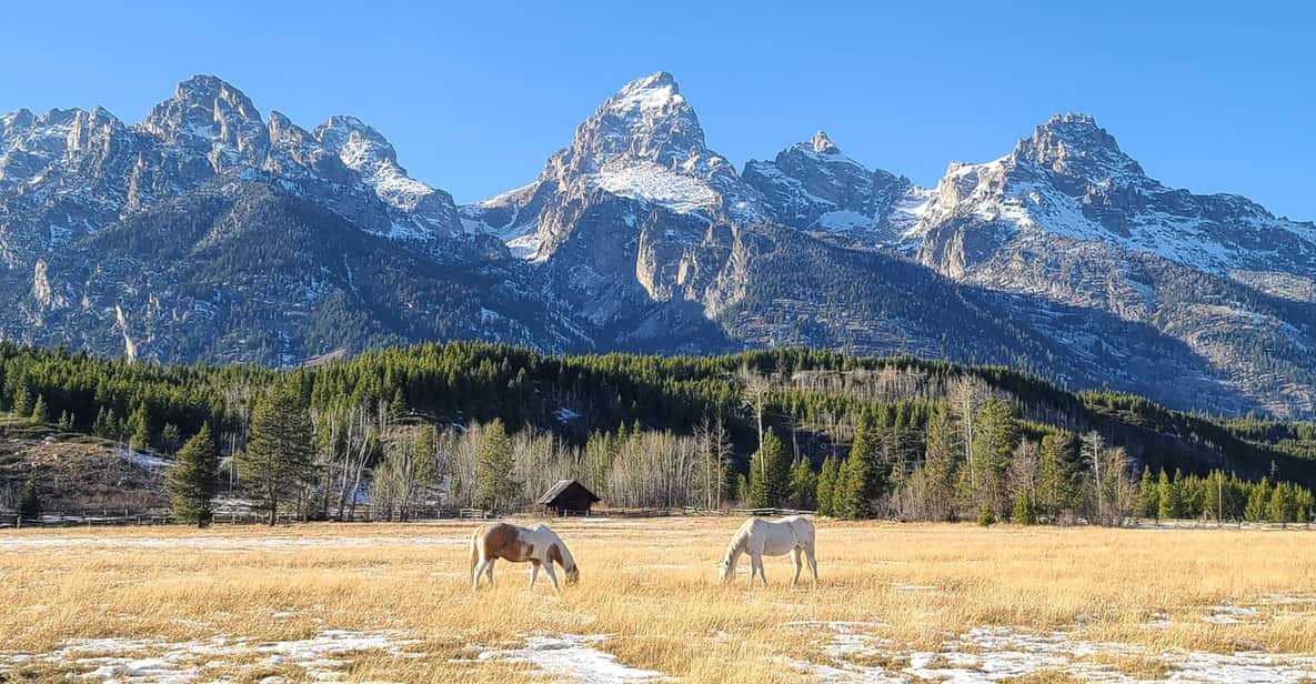 Bozeman: Park Narodowy Yellowstone i Grand Teton z hotelem | GetYourGuide