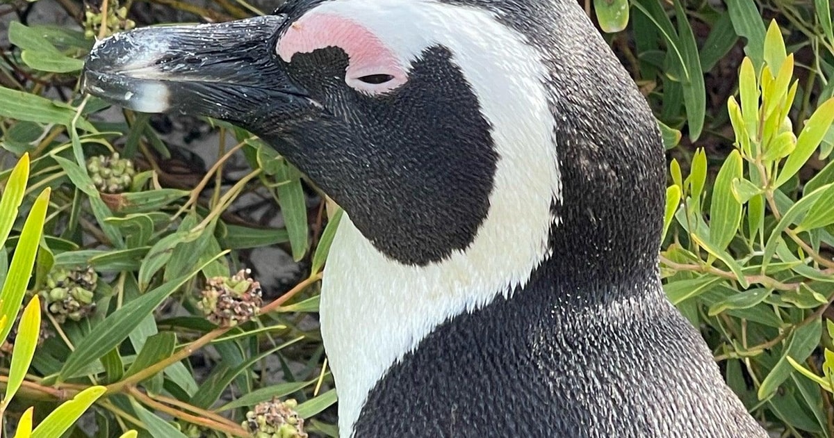 Cape of Good Hope- Chapman’s peak route & Penguins | GetYourGuide