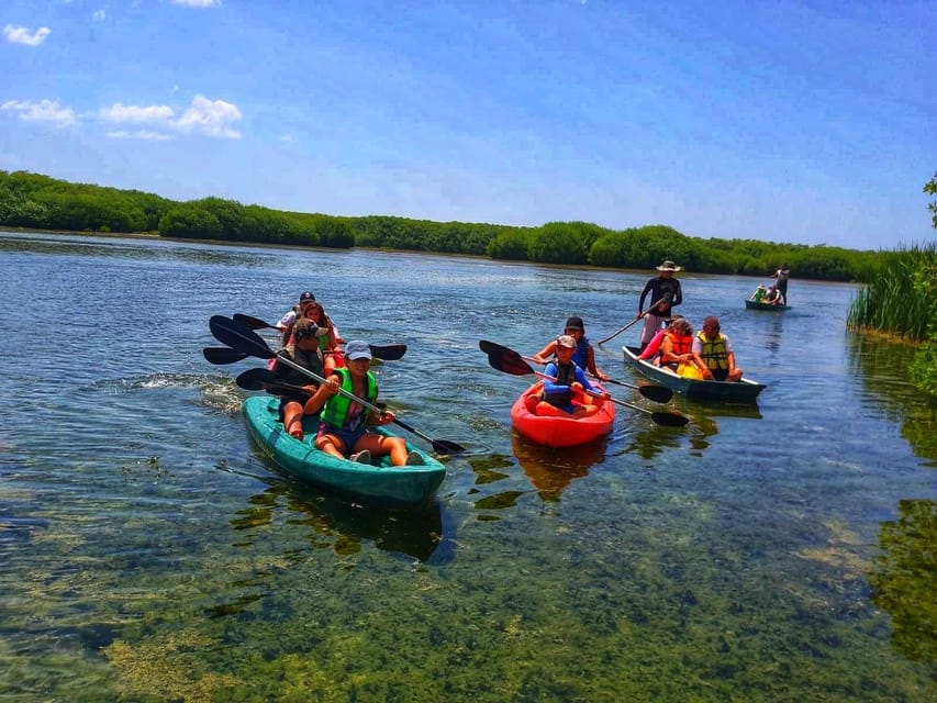 Merida: Sisal Kayak Through Mangroves and Bird Watching Tour | GetYourGuide