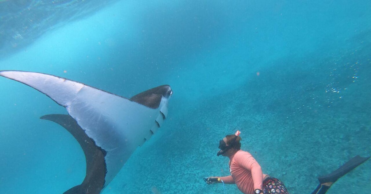 Nusa Penida: Share Snorkeling with Manta Rays and Turtles | GetYourGuide