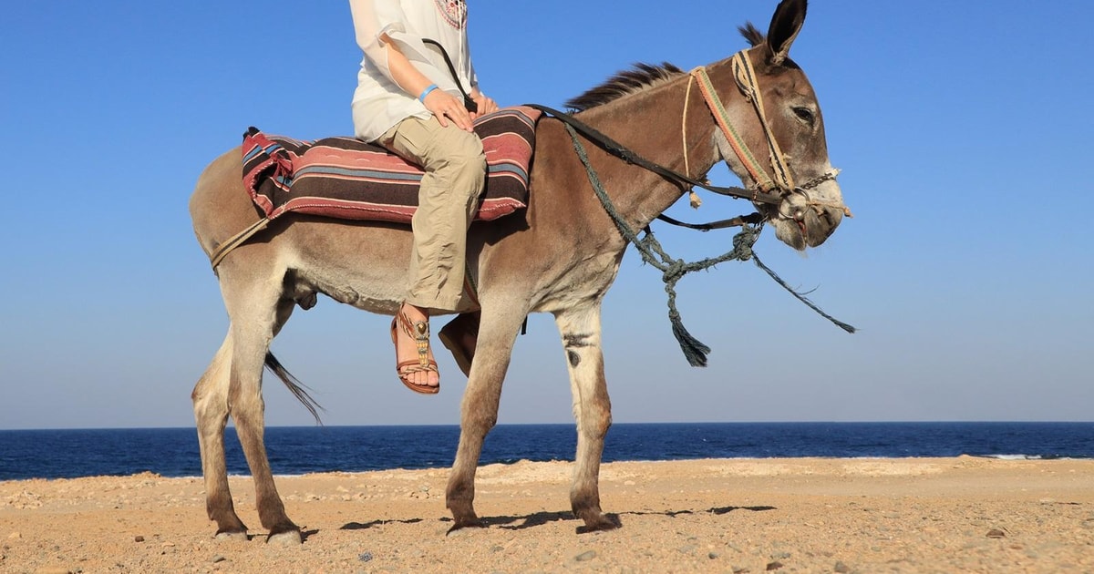 Donkey Safari and Village Tour with Lunch | GetYourGuide