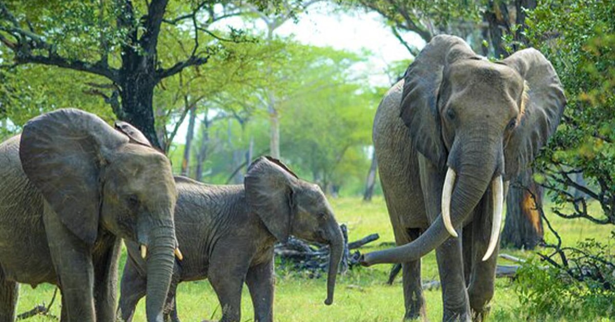 Au départ de Zanzibar : Safari dans la réserve de Selous avec vols ...