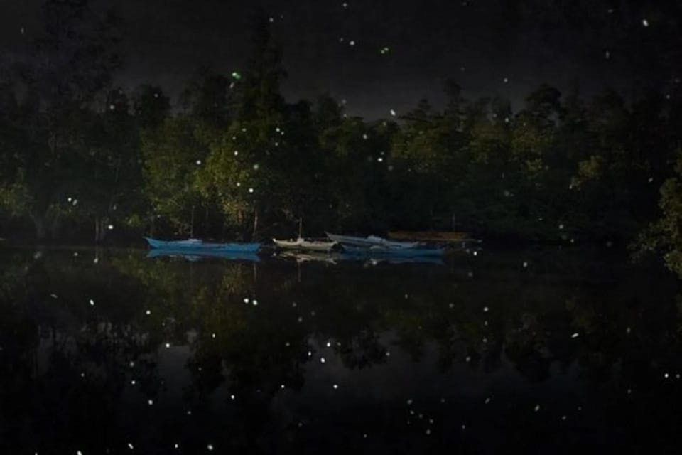 Puerto Princesa Firefly Watching (shared tour) | GetYourGuide