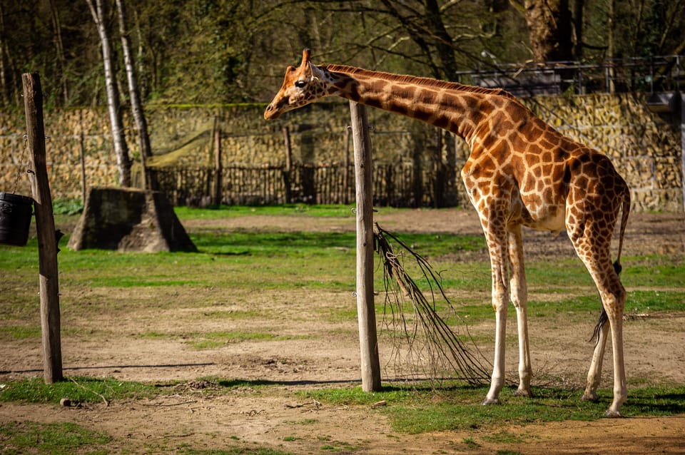 Malinas: Entrada al ZOO de Planckendael | GetYourGuide