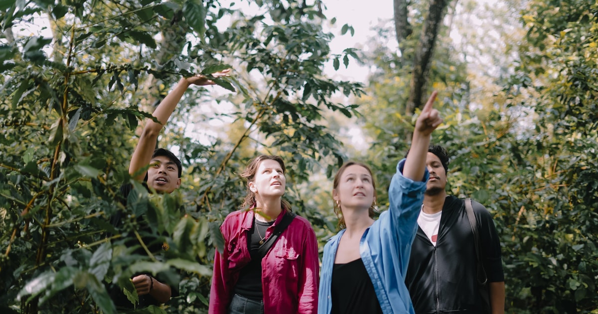 Lombok: visita a una plantación de café con degustación | GetYourGuide
