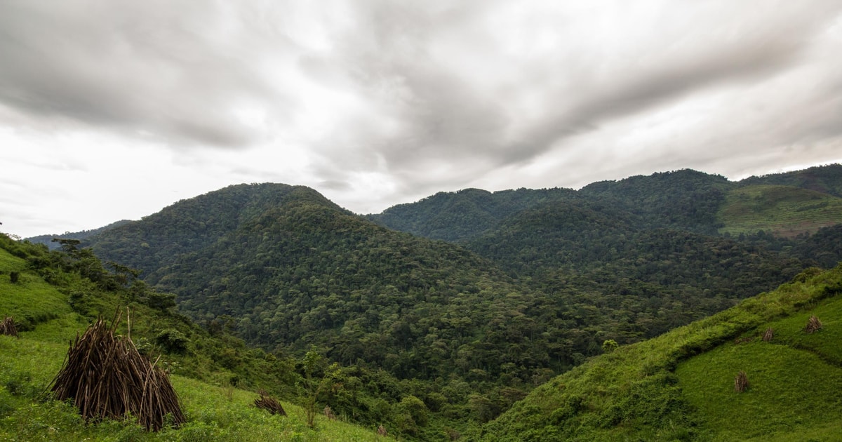 Climbing mount Aberdare ranges and Naivasha Safari | GetYourGuide