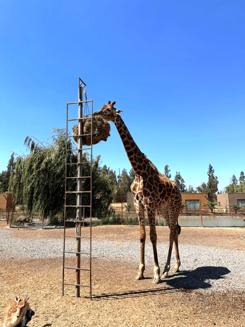 Santiago: Safari Rancagua Tour | GetYourGuide