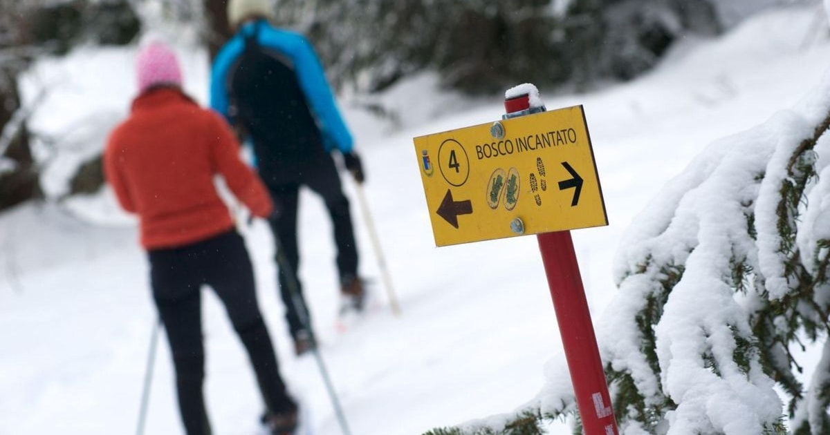 Cogne – snowshoeing in the enchanted forest | GetYourGuide