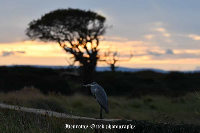 Chichester Harbour: hiking and birding from London | GetYourGuide