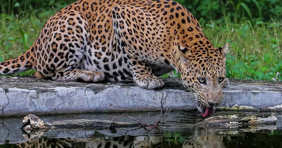 Džajpur: Jhalana/amagarh Leopardí safari | GetYourGuide