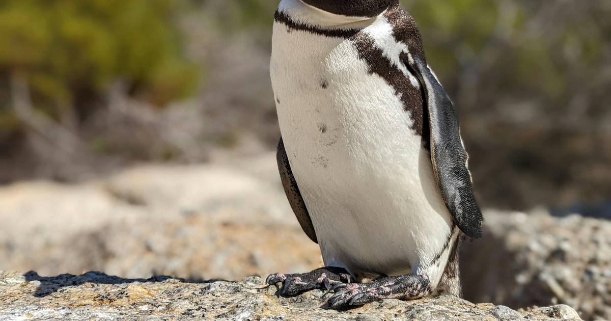 Cape Point Odyssey: En kustresa bortom alla gränser | GetYourGuide