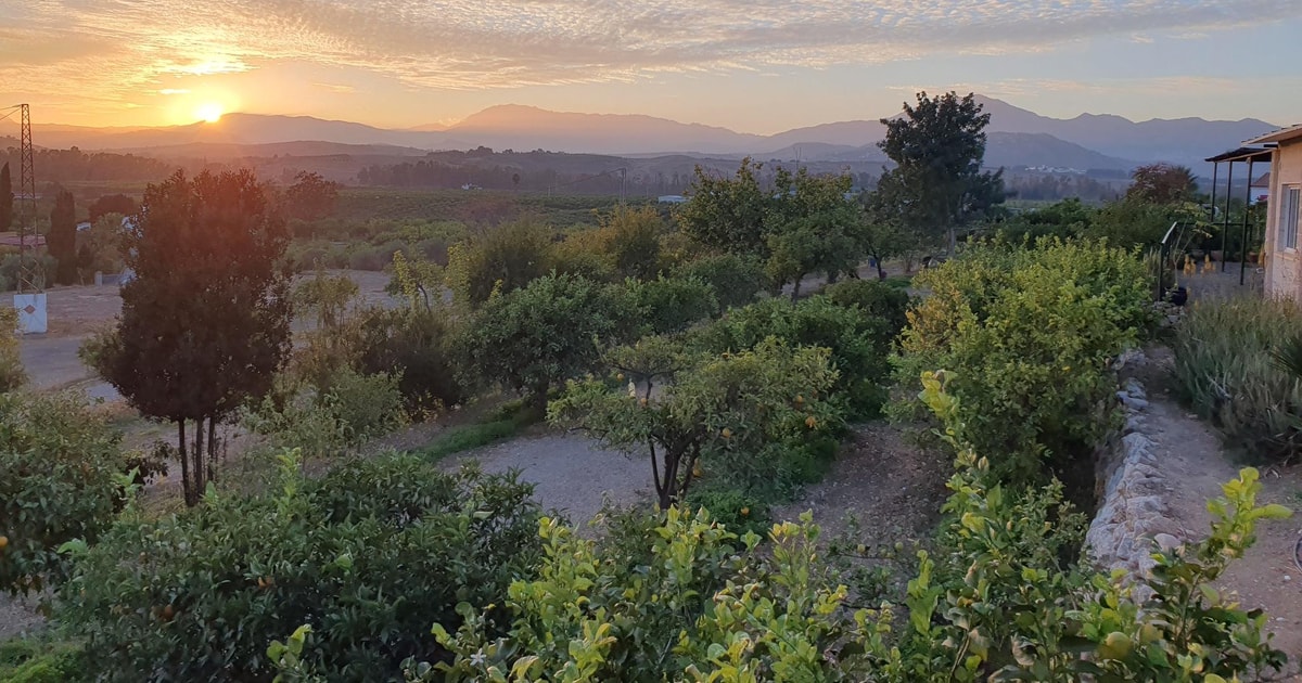 Sabores del Sol tour guiado y cata de cítricos desde la Costa del Sol | GetYourGuide