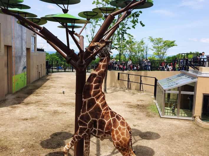 Hokkaido Asahiyama Zoo, Biei, Aoike, Elf Terrace Day Tour | GetYourGuide