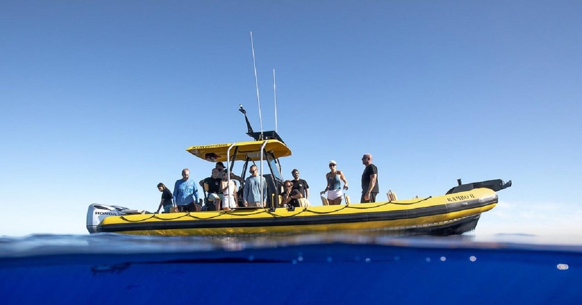 Oahu: North Shore Marine Life Tour from Haleiwa | GetYourGuide