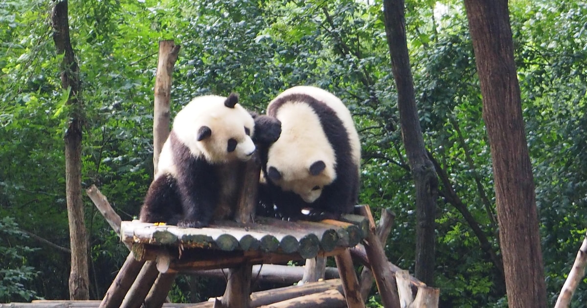 Chengdu Panda Breeding Base Tour+Optional Guide or Driver | GetYourGuide