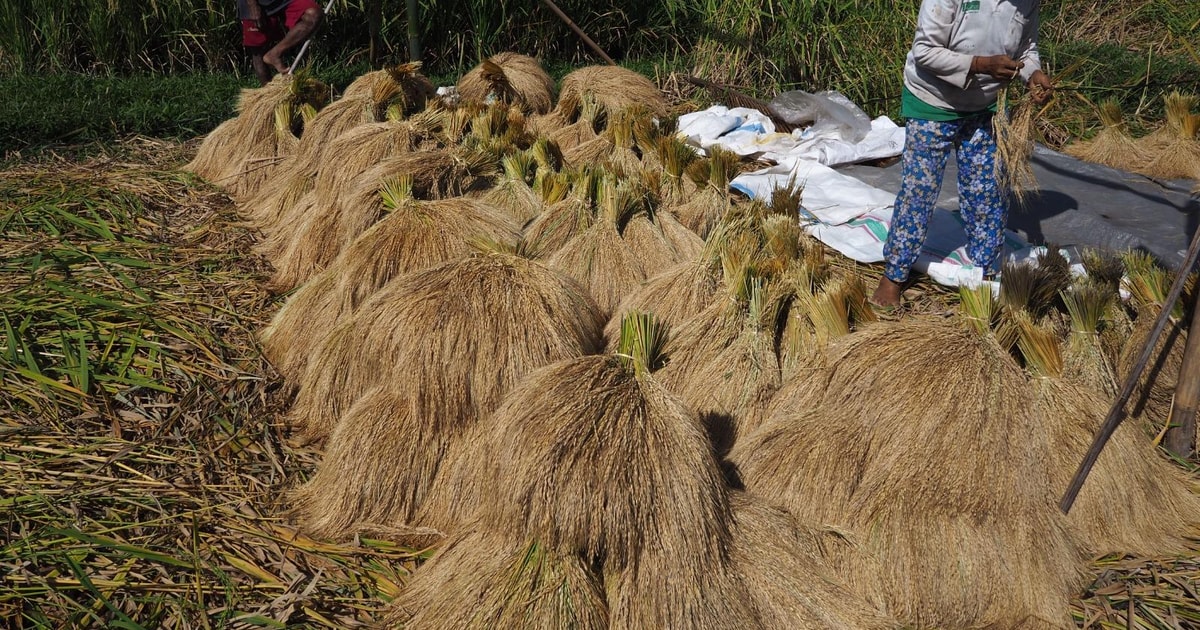 Bali: Rice Field Trip and Balinese Women Culture | GetYourGuide