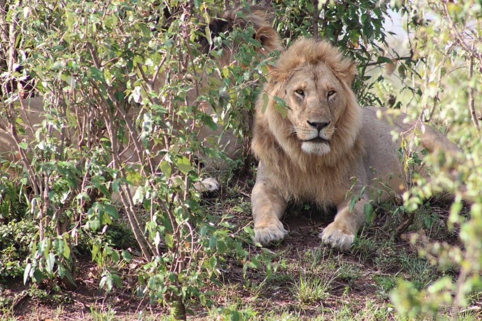 3-Days Masaai Mara Group Safari | GetYourGuide