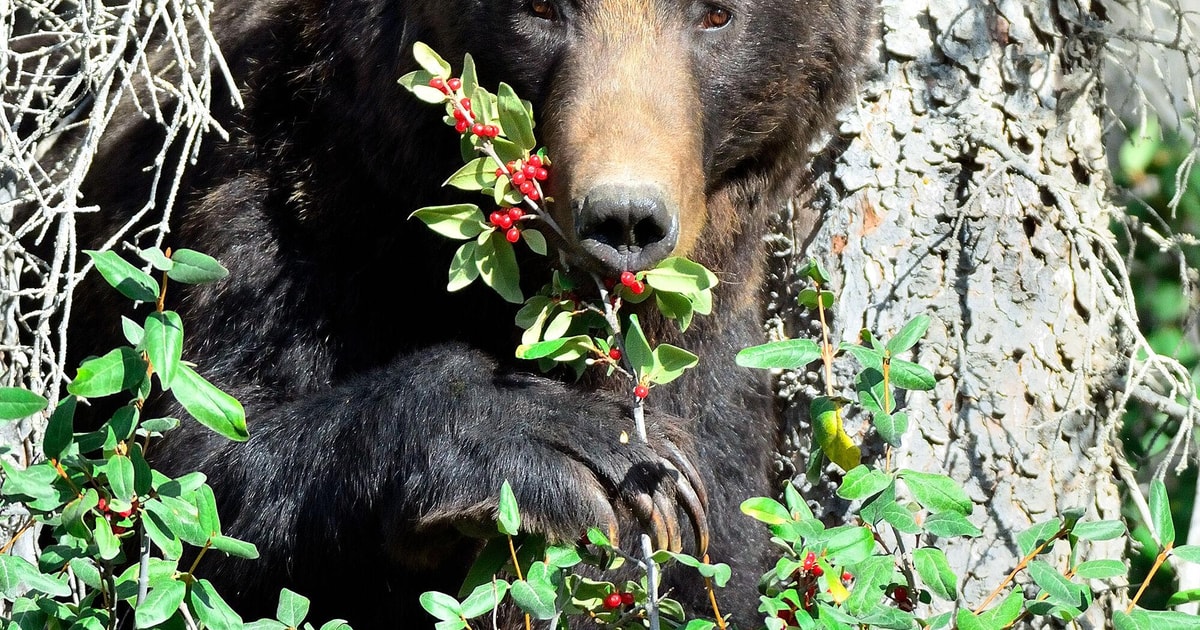 Banff: Guided Nature Walk with Bear Country Safety Tips | GetYourGuide