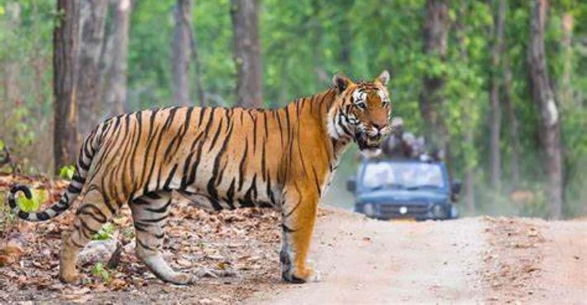From Jaipur: Ranthambore National Park Tiger Safari Day Trip | GetYourGuide