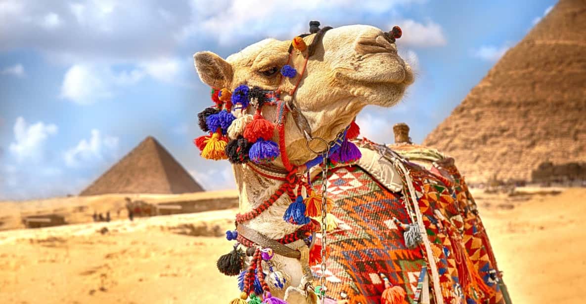 Hurghada: Camel Ride along Pyramids of Giza & Cairo Museum | GetYourGuide